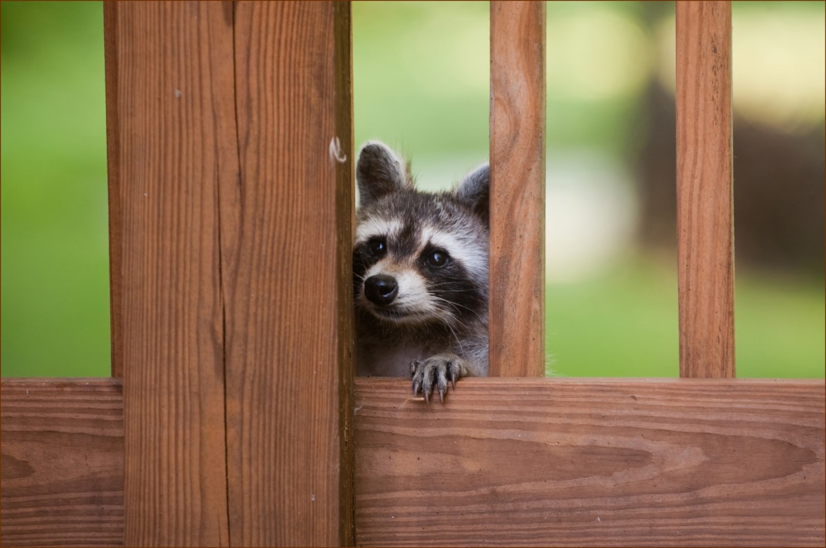 Wildlife Control Services | Animal Removal - Wildlife Removal