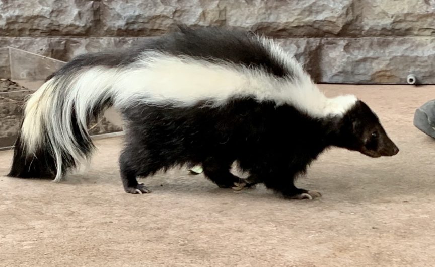 How to Get Rid of Skunks - Wildlife Pros