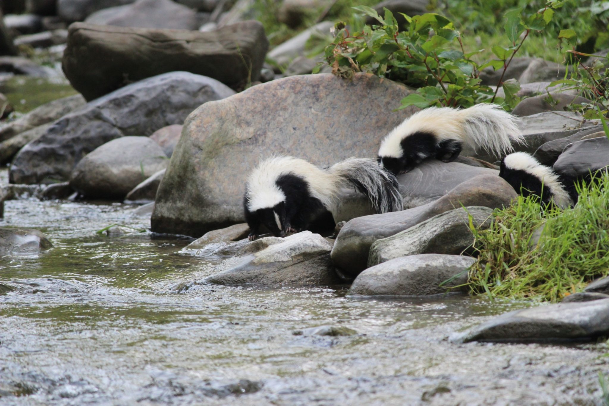 How to Get Rid of Skunks - Wildlife Pros