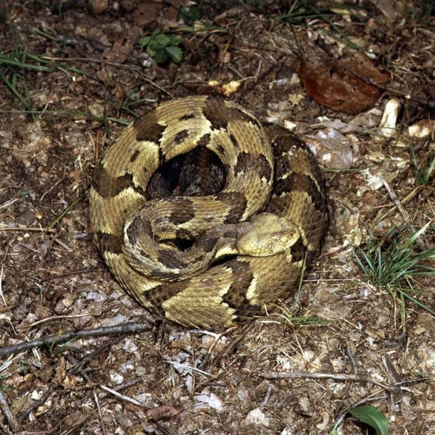 Snake Removal Services | Wildlife Pros