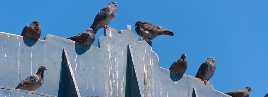 How to Get Rid of Nuisance Birds - Wildlife Pros