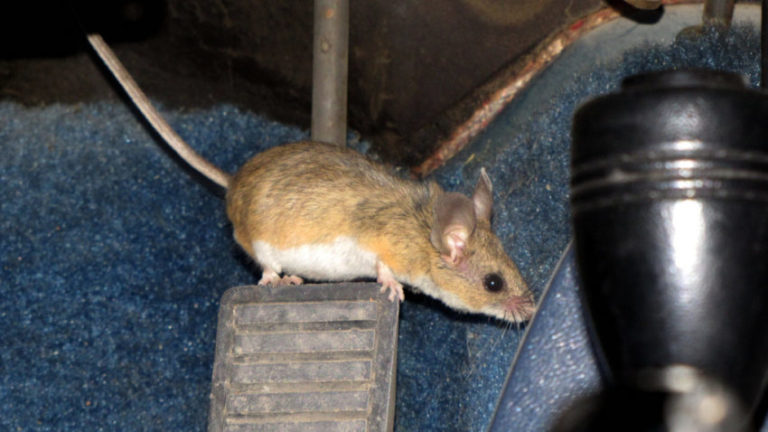 How to Protect Your Car from Mice Damage - Wildlife Pros