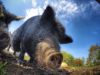 Getting Rid of Feral Hogs in Virginia - Wildlife Pros