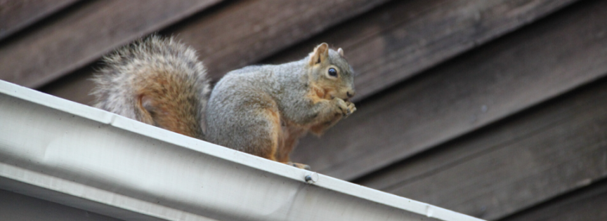 Get Rid of Squirrels in Attic - Wildlife Pros