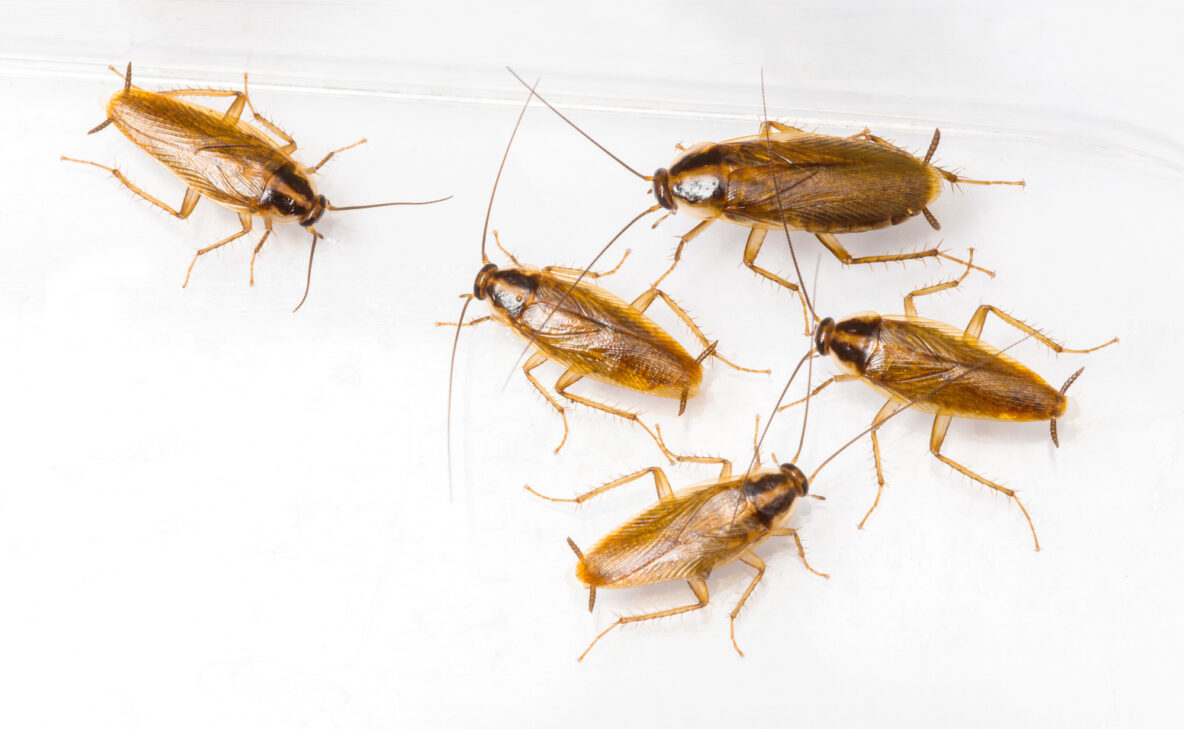Animal Pest Control Hoboken, New Jersey - X Wildlife Removal