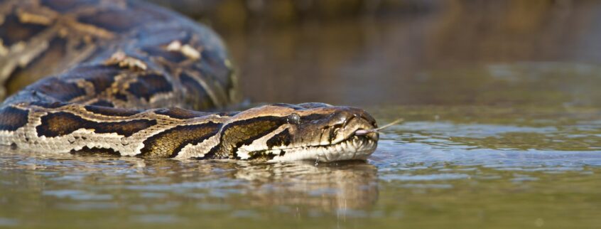 Python Removal Florida Wildlife Pros 0127