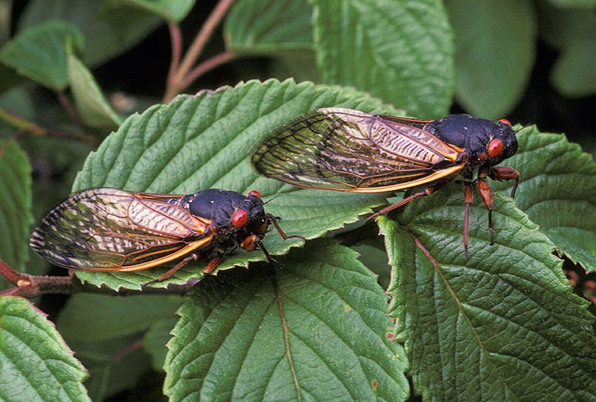 The Cicada Invasion of 2021: What you Need to Know - Wildlife Pros