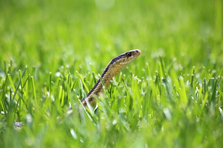 What to Do If you See a Snake in Your Garden? | Wildlife Pros