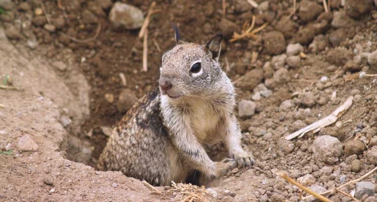 Get Rid of Ground Squirrels: Everything You Need to Know | Wildlife Pros
