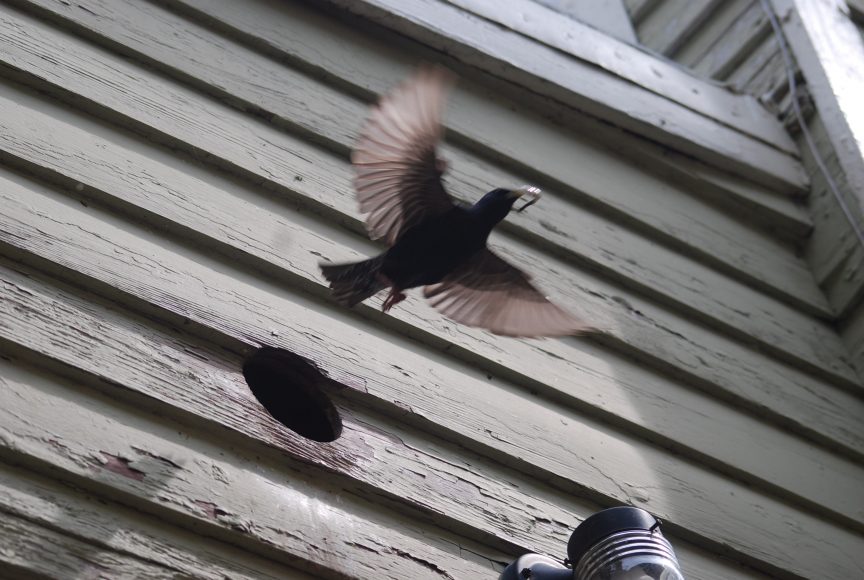 Peekskill Wildlife Removal - Wildlife Pros