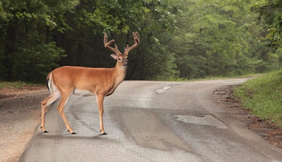 How to Prevent Deer-Vehicle Collisions - Wildlife Pros